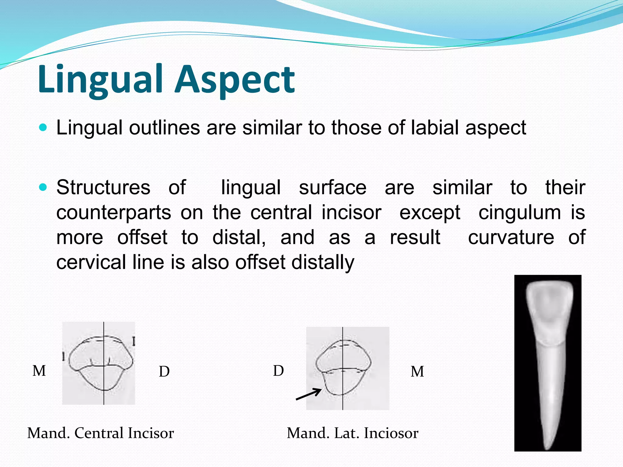 Permanent Mandibular Lateral Incisor | PPTX