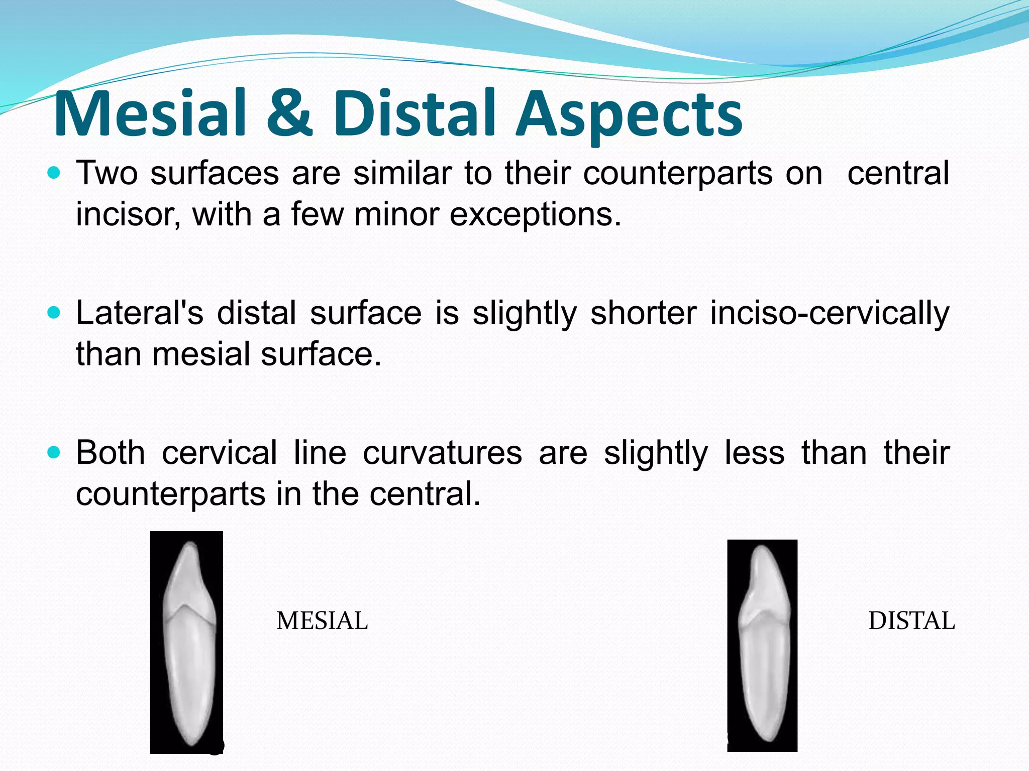 Permanent Mandibular Lateral Incisor | PPTX
