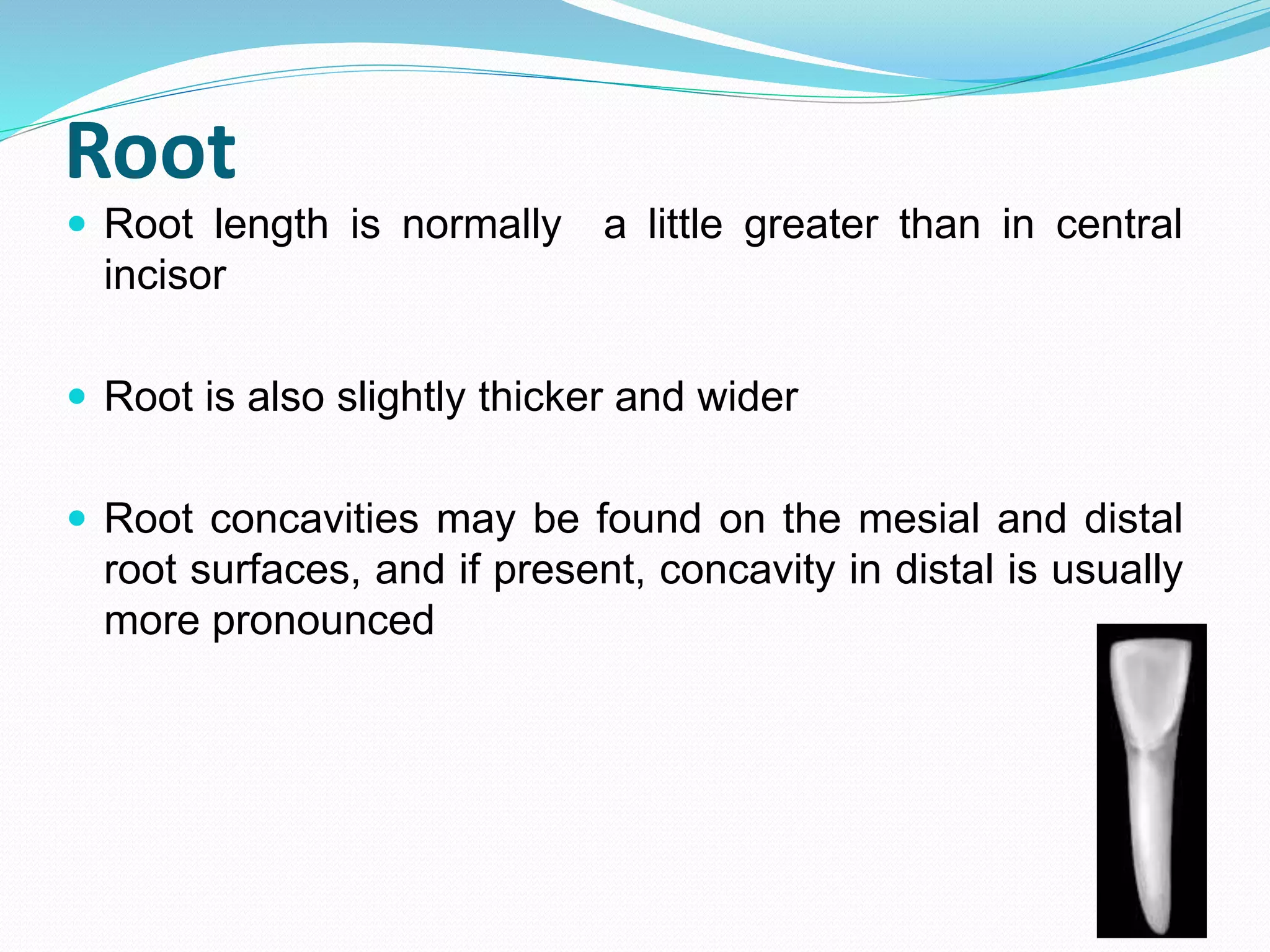 Permanent Mandibular Lateral Incisor | PPTX
