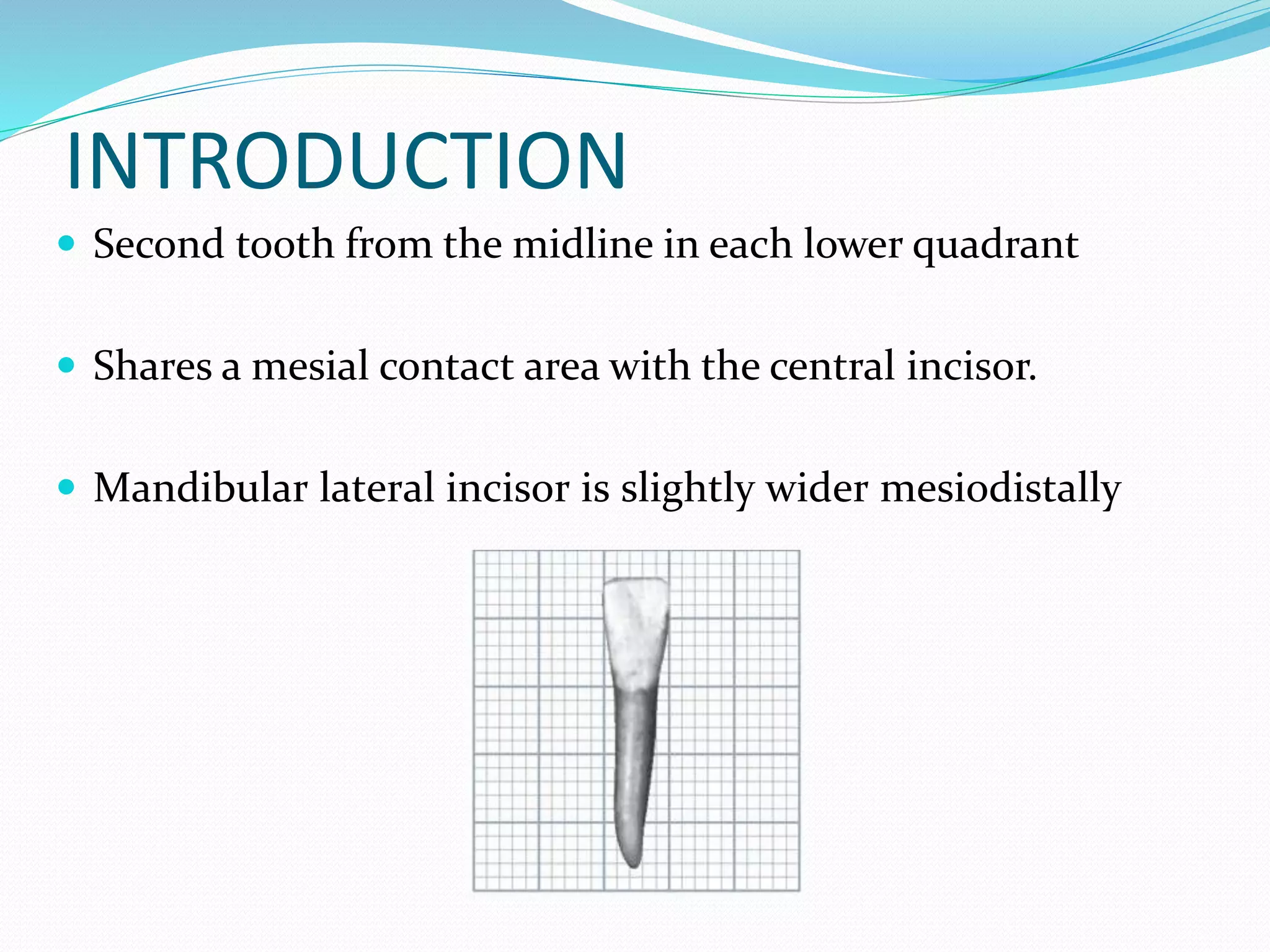 Permanent Mandibular Lateral Incisor | PPTX