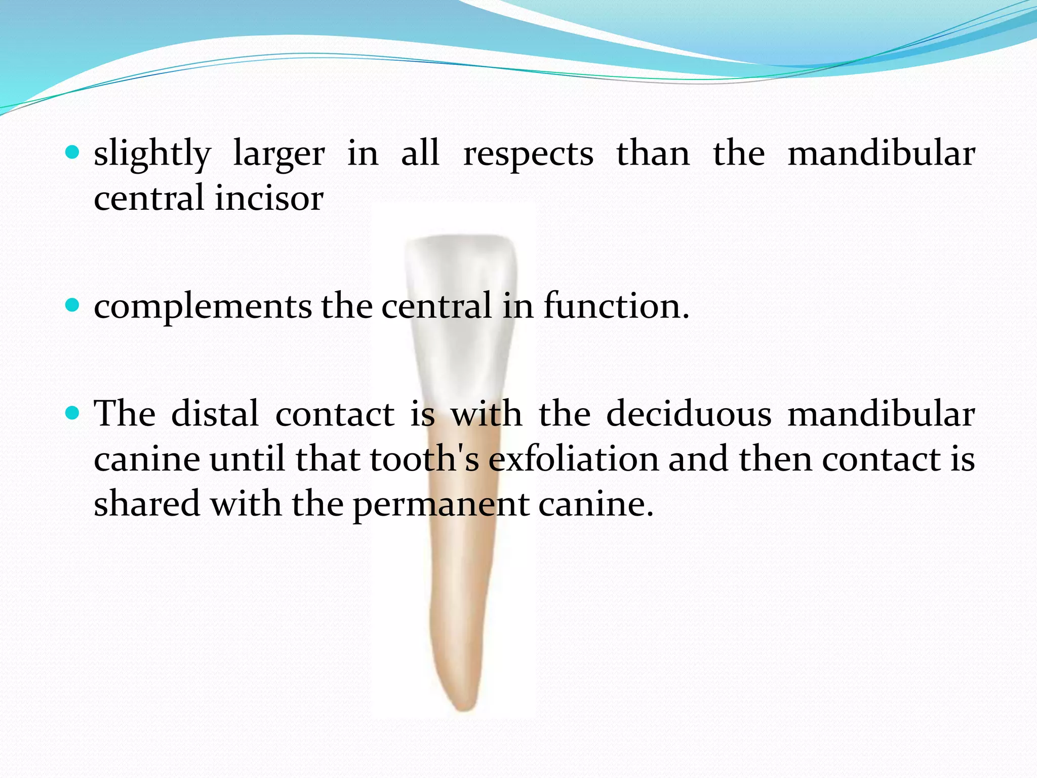 Permanent Mandibular Lateral Incisor | PPTX