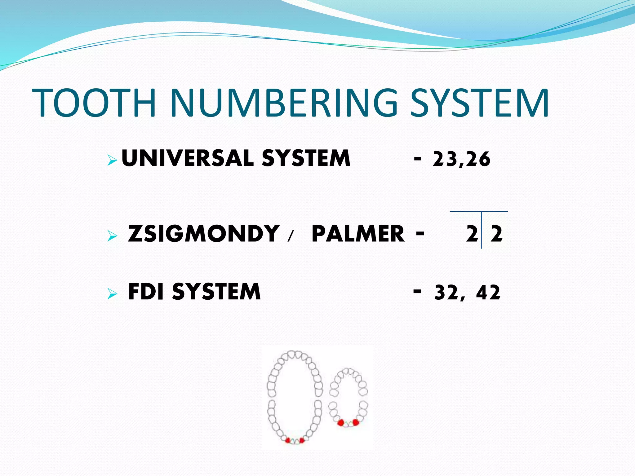 Permanent Mandibular Lateral Incisor | PPTX