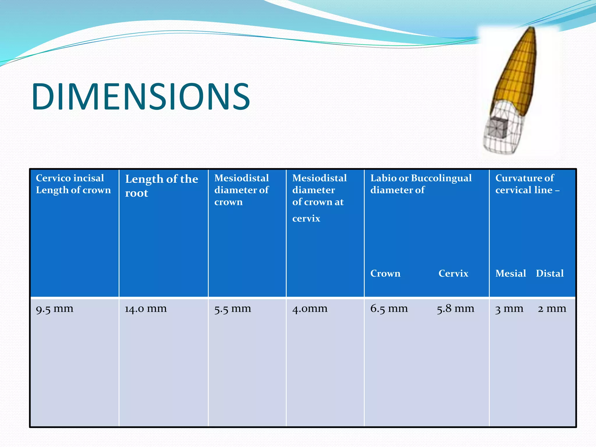 Permanent Mandibular Lateral Incisor | PPTX