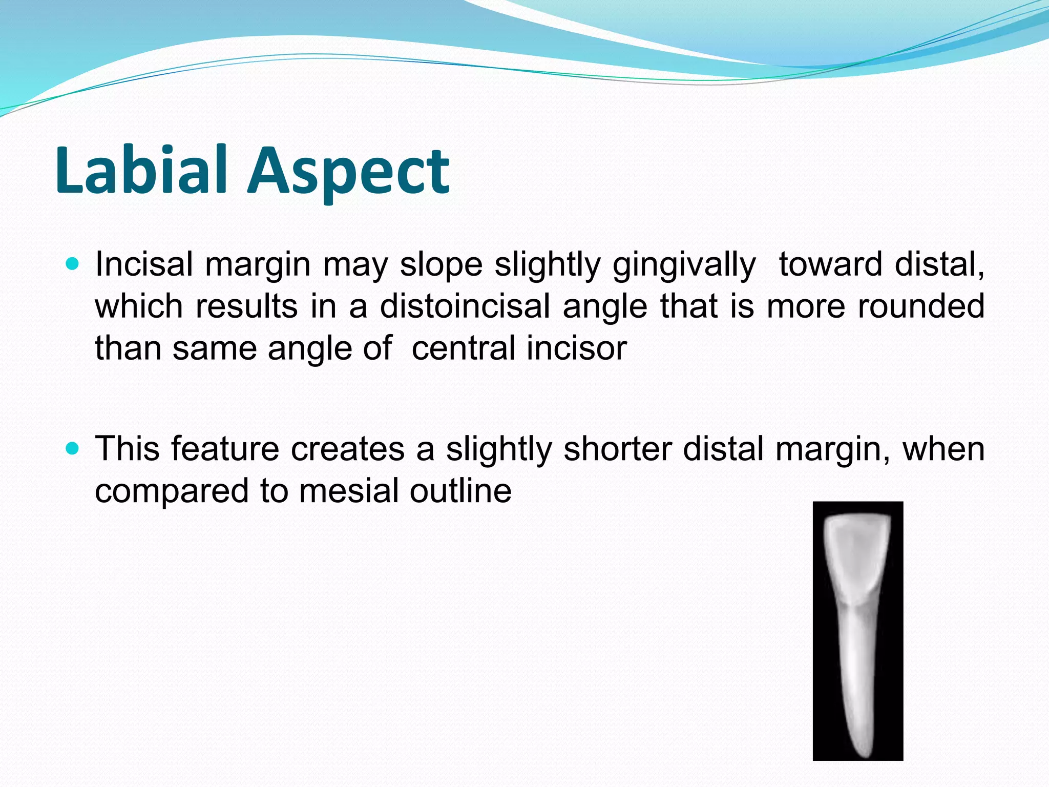 Permanent Mandibular Lateral Incisor | PPTX