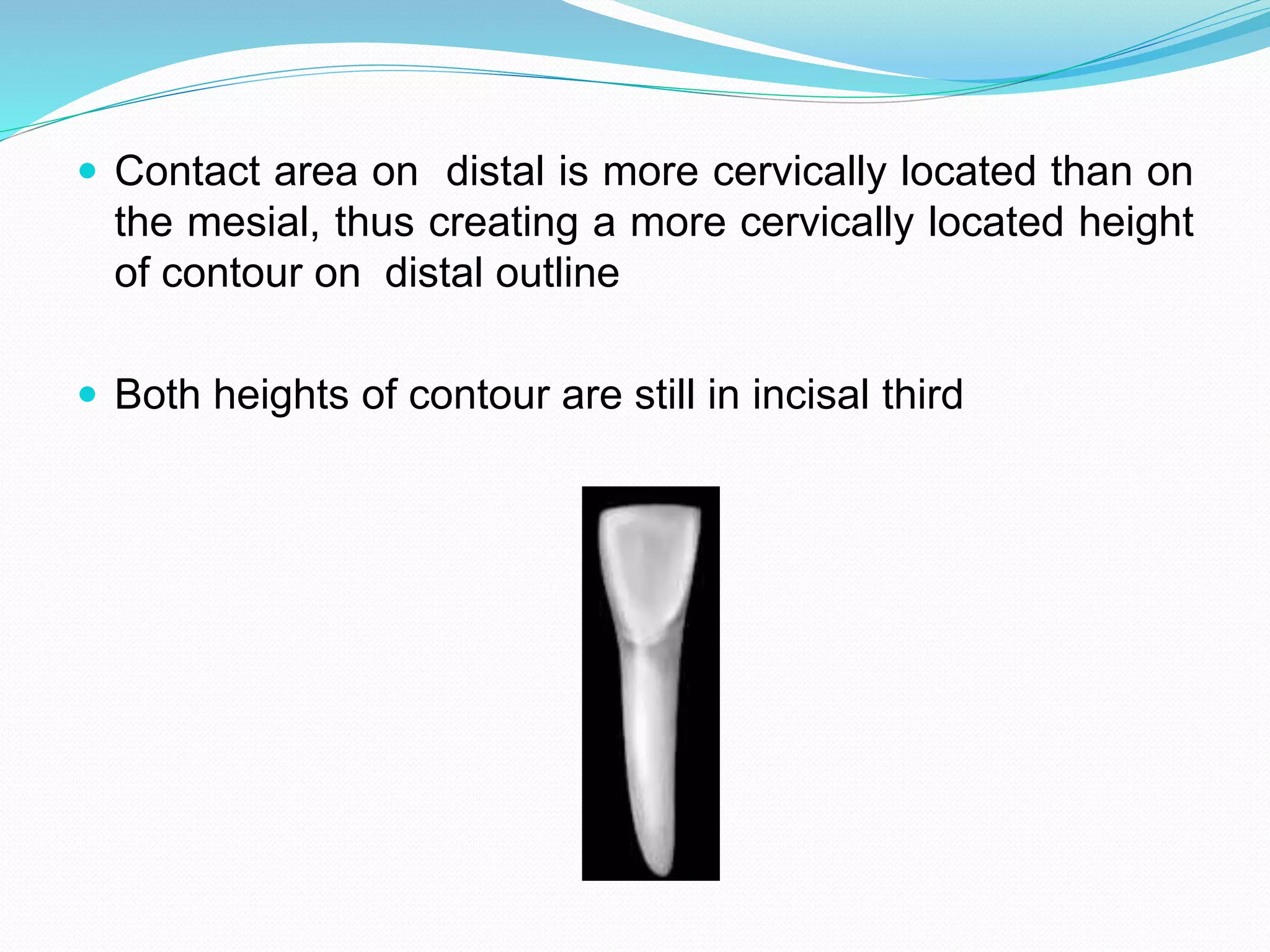 Permanent Mandibular Lateral Incisor | PPTX