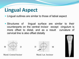 Permanent Mandibular Lateral Incisor | PPTX