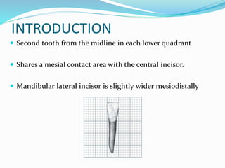 Permanent Mandibular Lateral Incisor | PPTX