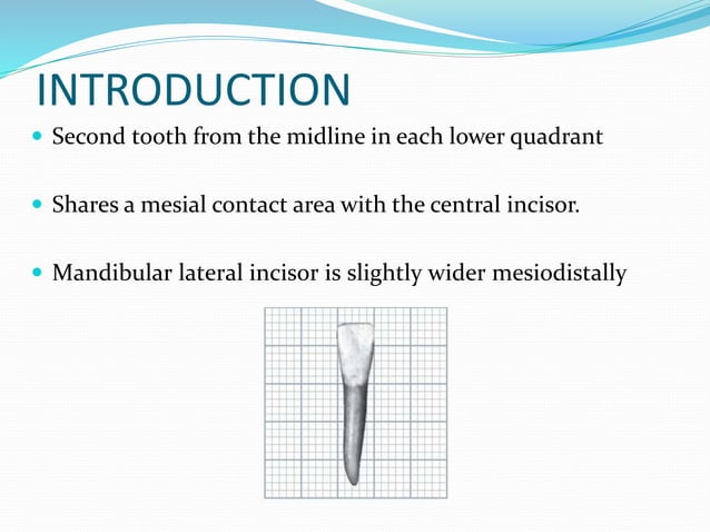 Permanent Mandibular Lateral Incisor | PPTX | Dental Health | Diseases ...