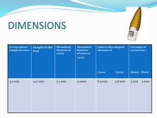 Permanent Mandibular Lateral Incisor | PPTX