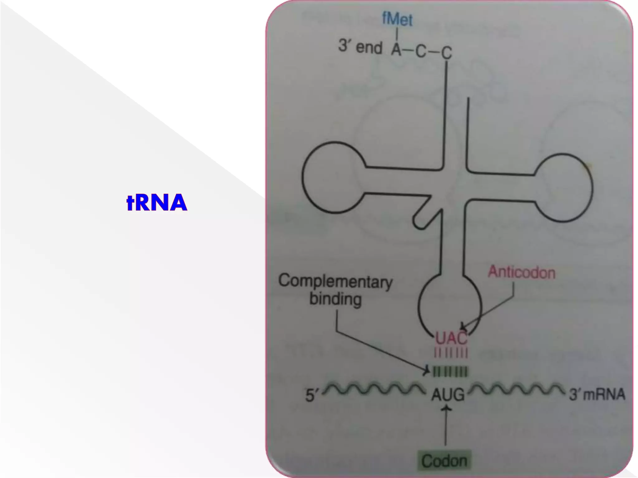 TRANSLATION & POST - TRANSLATIONAL MODIFICATIONS | PPTX