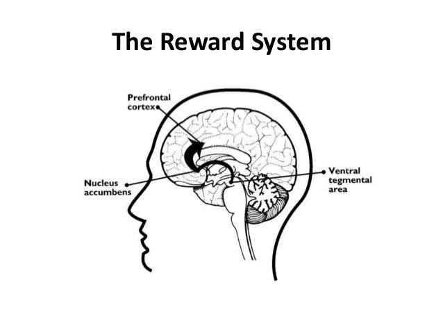 4.01 the brain what is going on in there