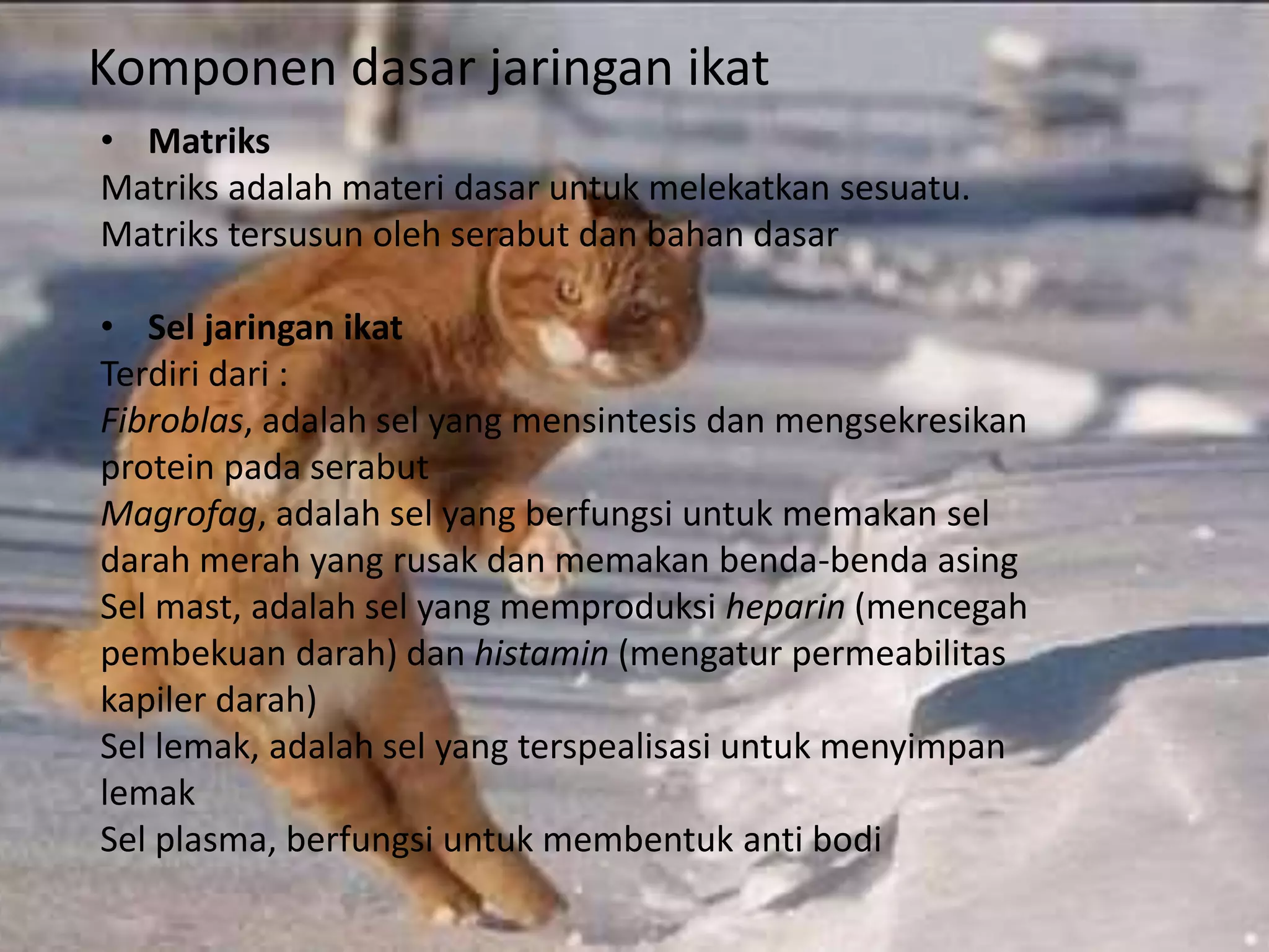 Jaringan Ikat | PPTX