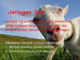 Jaringan Ikat | PPTX