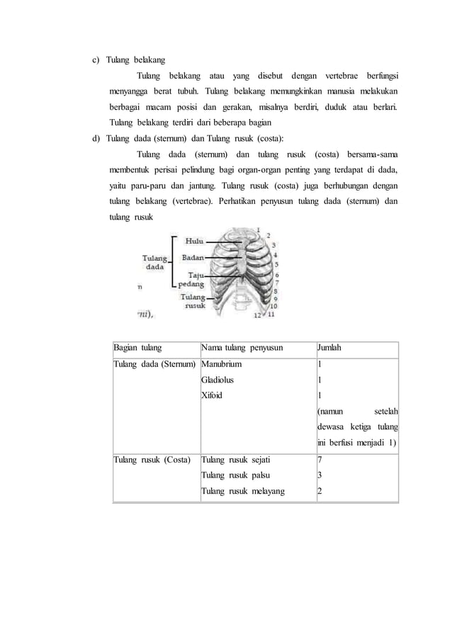 Anatomi rangka (aksial dan apendikular) | DOCX