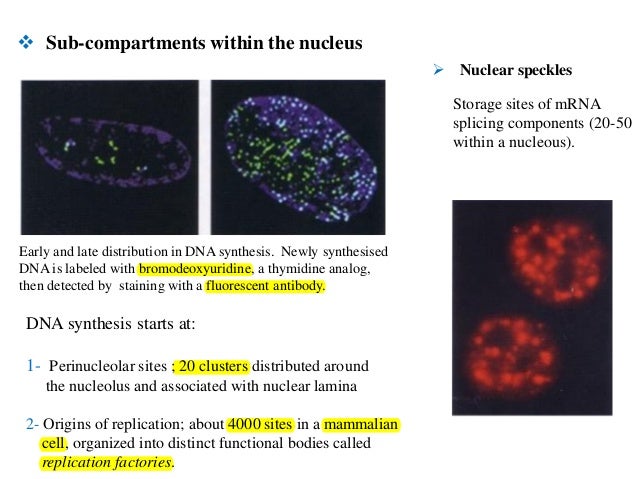 4.nucleus2- cell biology