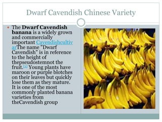 4.banana varities in the world by Allah Dad Khan | PPT