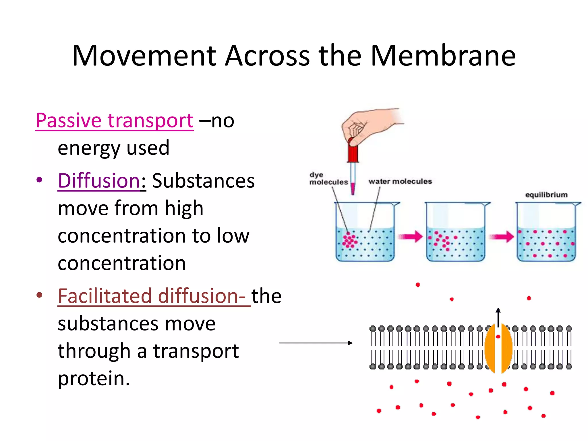 Cell Movement: Regulation | PPTX