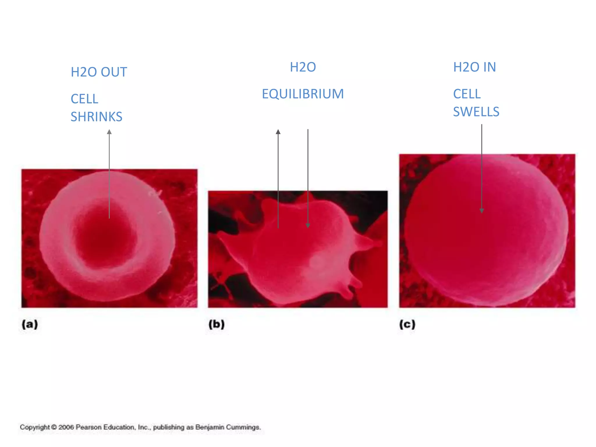 Cell Movement: Regulation | PPTX
