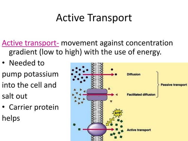 Cell Movement: Regulation | PPT