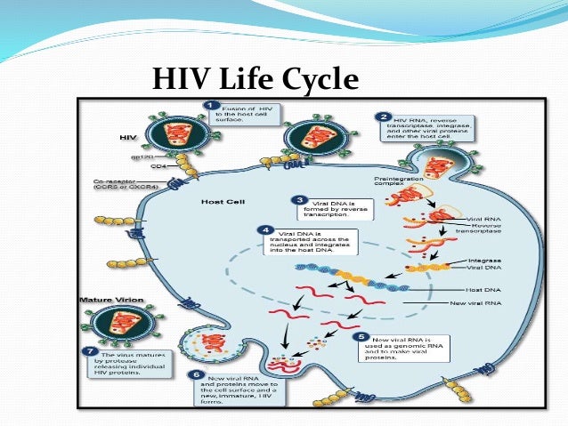 Protease Drug Inhibitors In Aids