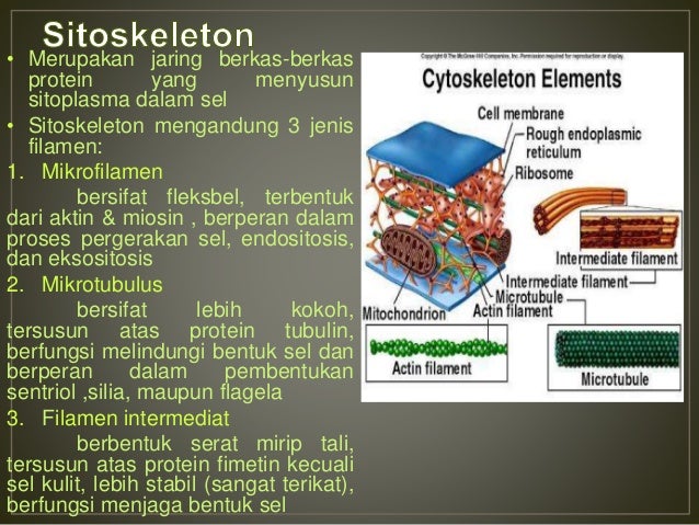 4. sitoskeleton