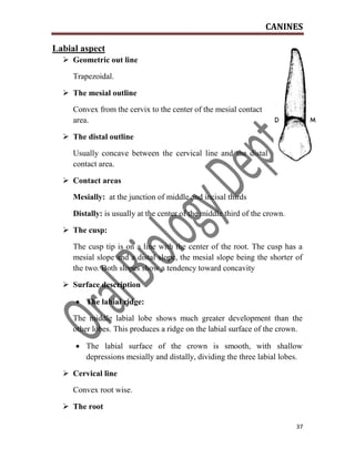 4. canine | PDF