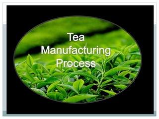 4.black tea manufacturing processes A Lecture By Mr. Allah Dad Khan ...
