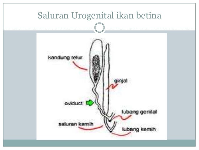 Endokrinologi Ikan Sub Bahasan kontrol hormon reproduksi ikan