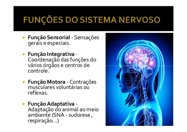 Funcao Do Sistema Nervoso