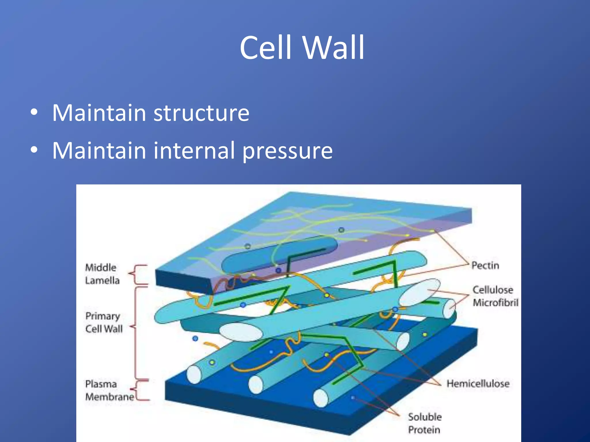 4. cell structure and function | PPTX