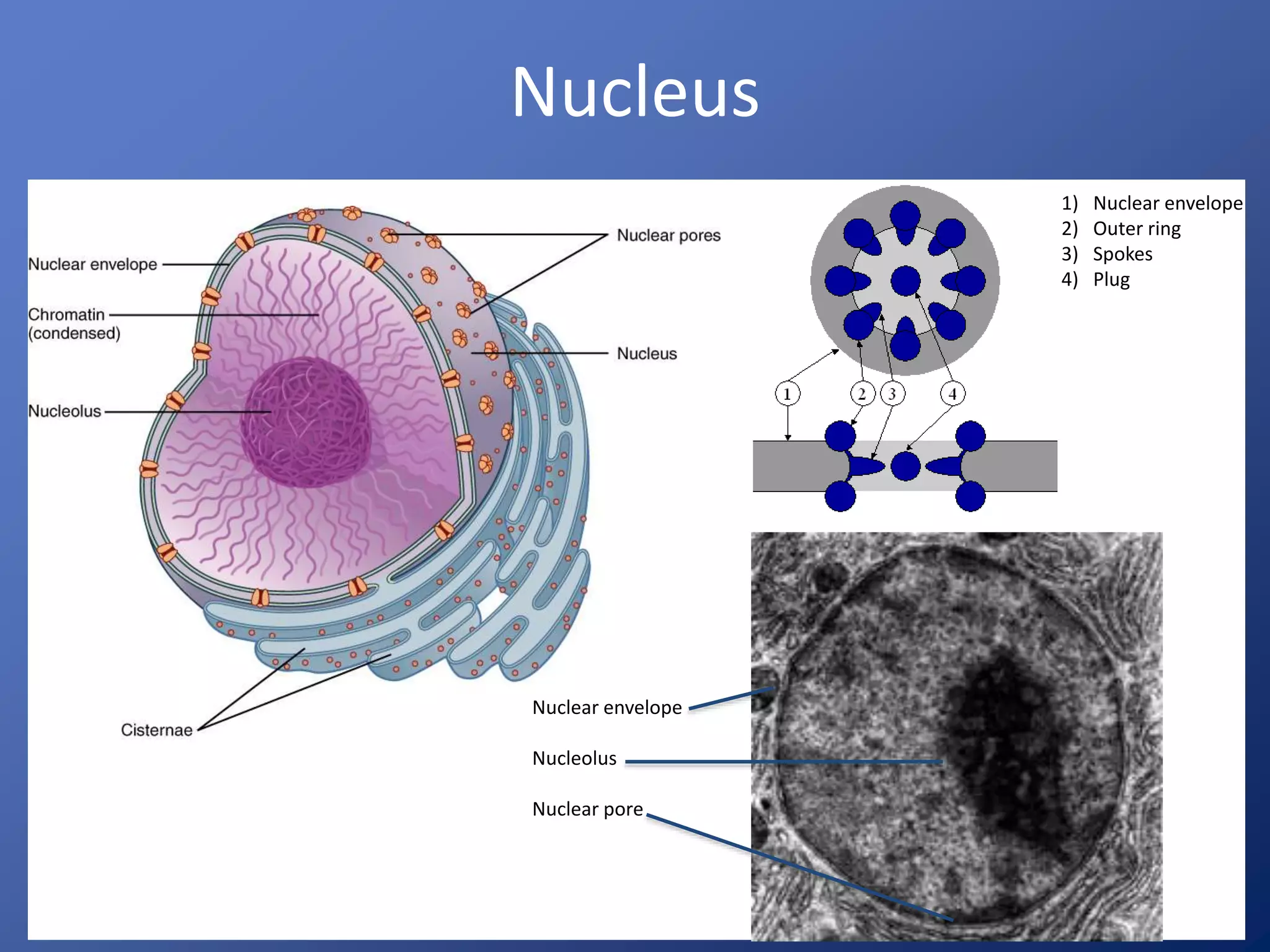 4. cell structure and function | PPTX
