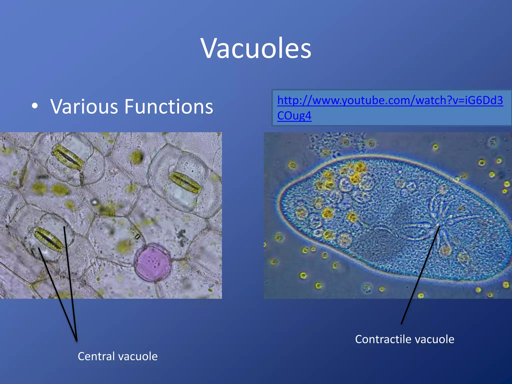4. cell structure and function | PPTX