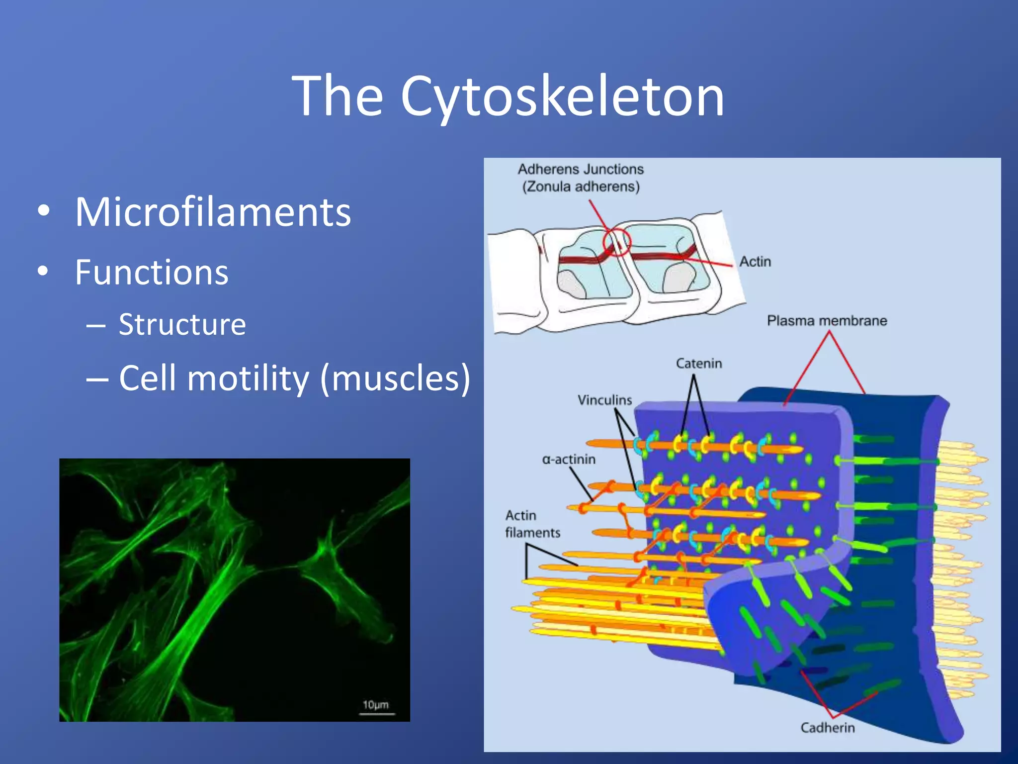 4. cell structure and function | PPTX