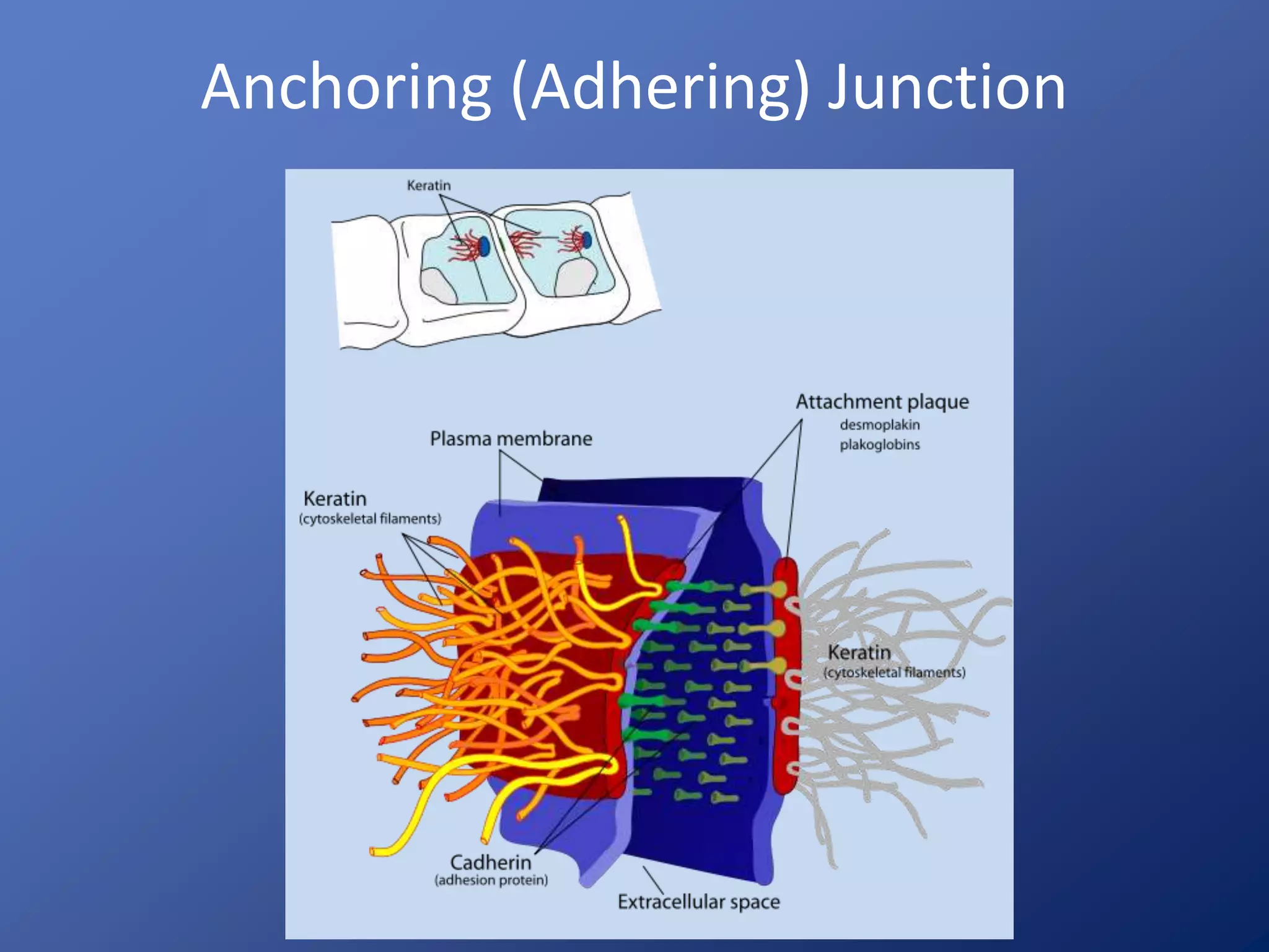 4. cell structure and function | PPTX