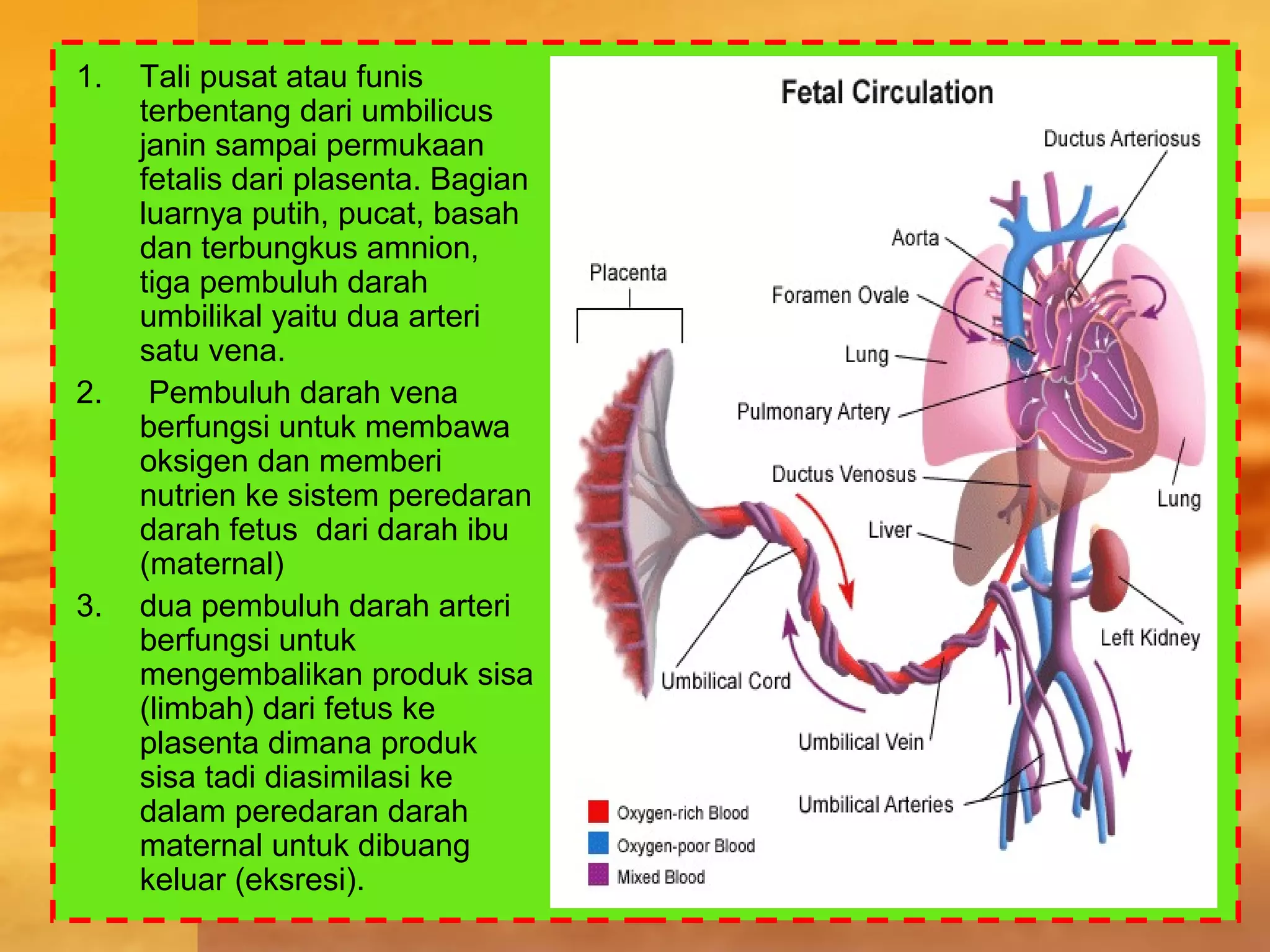 4. pertumbuhan janin - | PPT