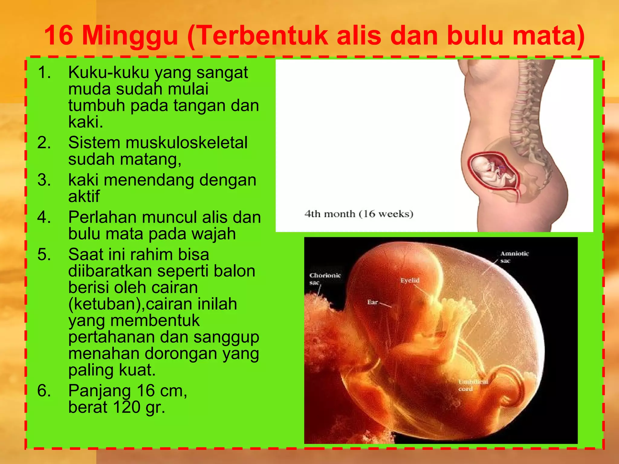 4. pertumbuhan janin - | PPT