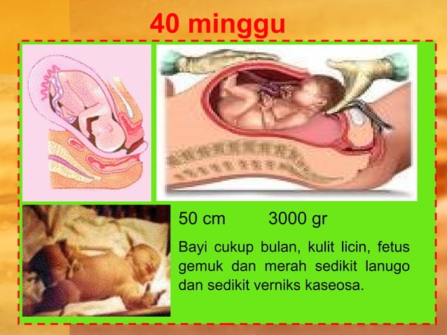 4. pertumbuhan janin - | PPT