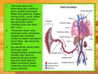 4. pertumbuhan janin - | PPT