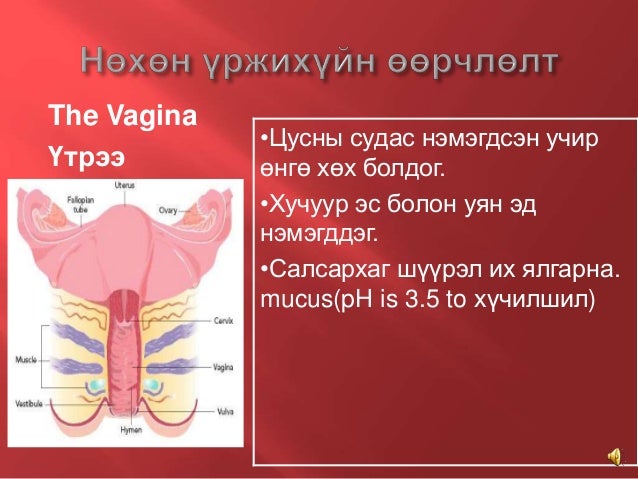4 Жирэмсэн үед гарах физиологийн өөрчлөлтүүд