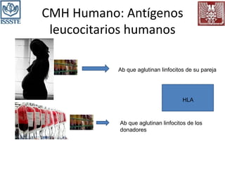 4. Complejo Mayor de Histocompatibilidad UVM Campus Zapopan | PDF
