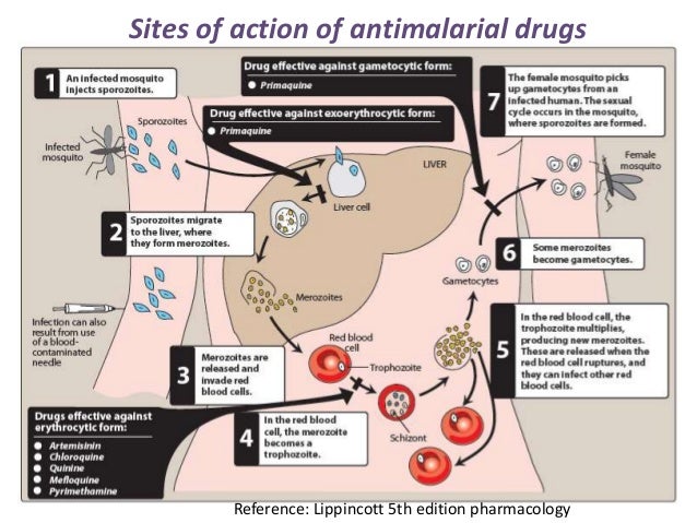 Introduction to antimalarial drugs