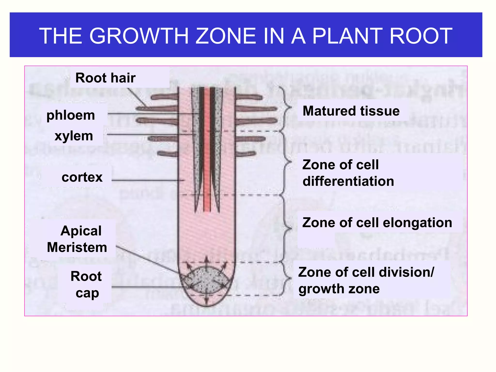 Biology Form 5 Chapter 4 - 4.6 Growth in multicellular organisms | PPT