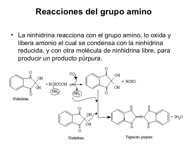 4. aminoacidos