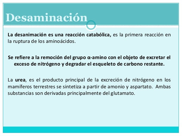 METABOLISMO DE AMINOÁCIDOS, TRANSAMINACIÓN Y DESAMINACIÓN OXIDATIVA