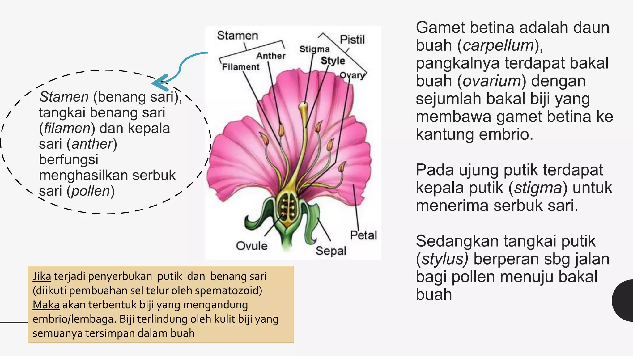 Bunga dan buah Kelas XI | PPTX