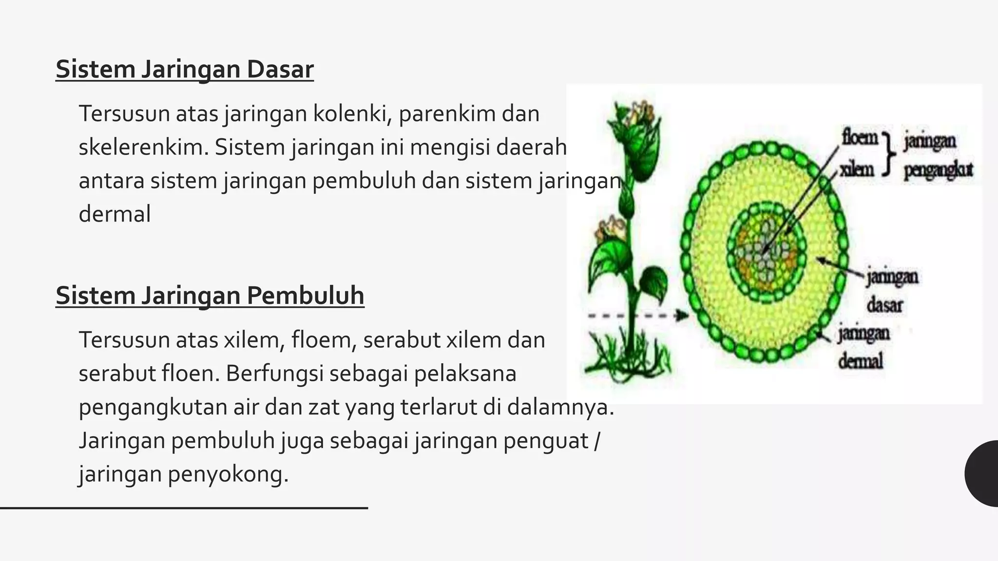 Bunga dan buah Kelas XI | PPTX