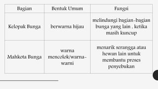Bunga dan buah Kelas XI | PPTX