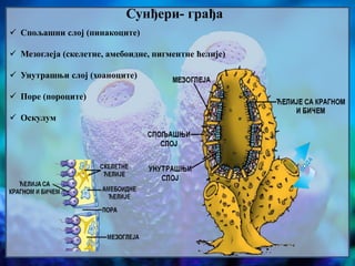 4. Sundjeri | PPT | Free Download