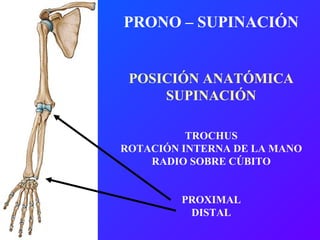4.2 miembro superior musculos y movimientos | PPT