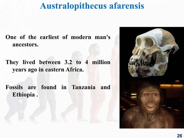 4.human evolution | PPTX | Geology | Science